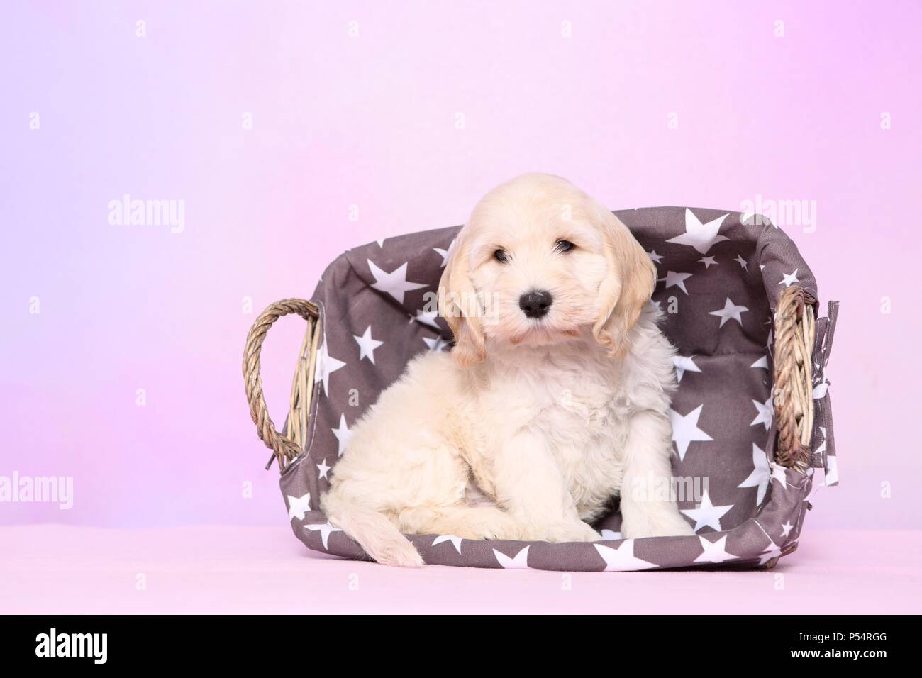 Cockapoo inside hi-res stock photography and images - Alamy