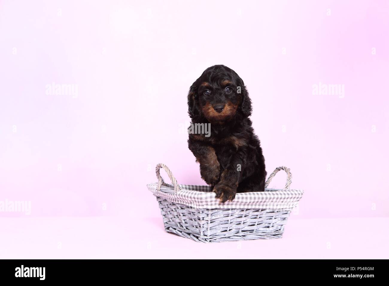 Cockerpoo standing hi-res stock photography and images - Alamy