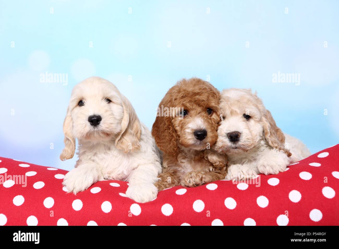Cockerpoo puppies hi-res stock photography and images - Alamy