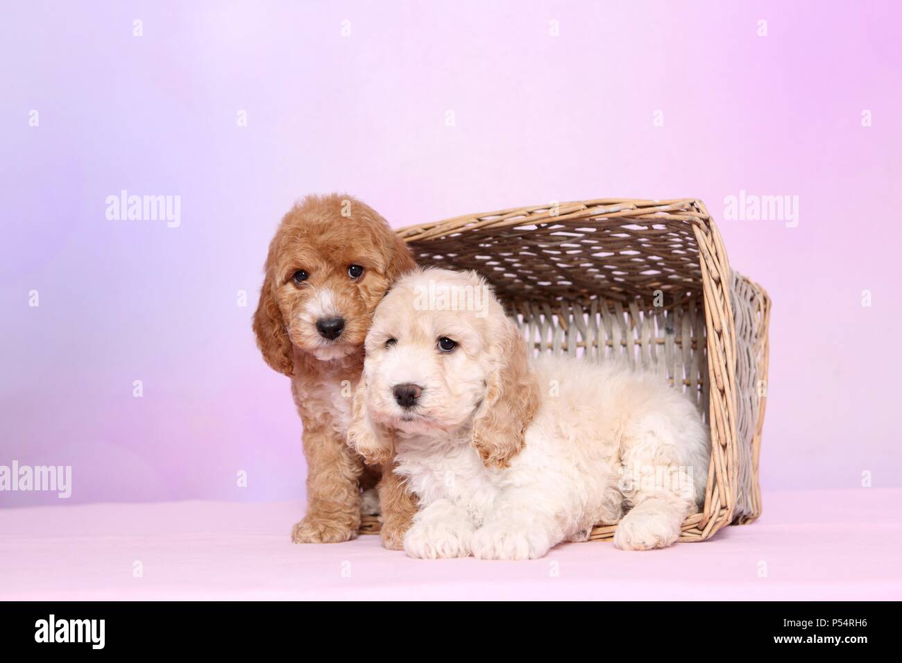 Cockapoo frontal view hi-res stock photography and images - Alamy