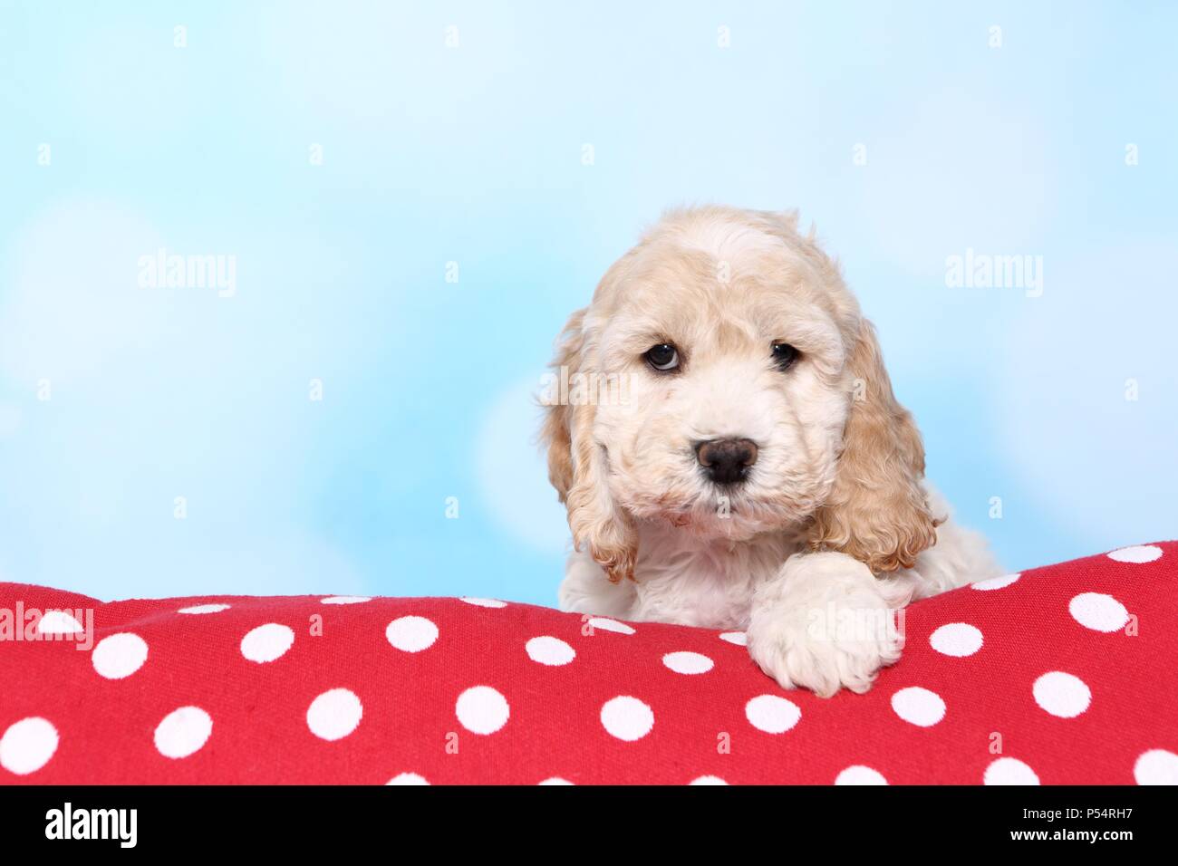 Red and white cockapoo hi-res stock photography and images - Alamy