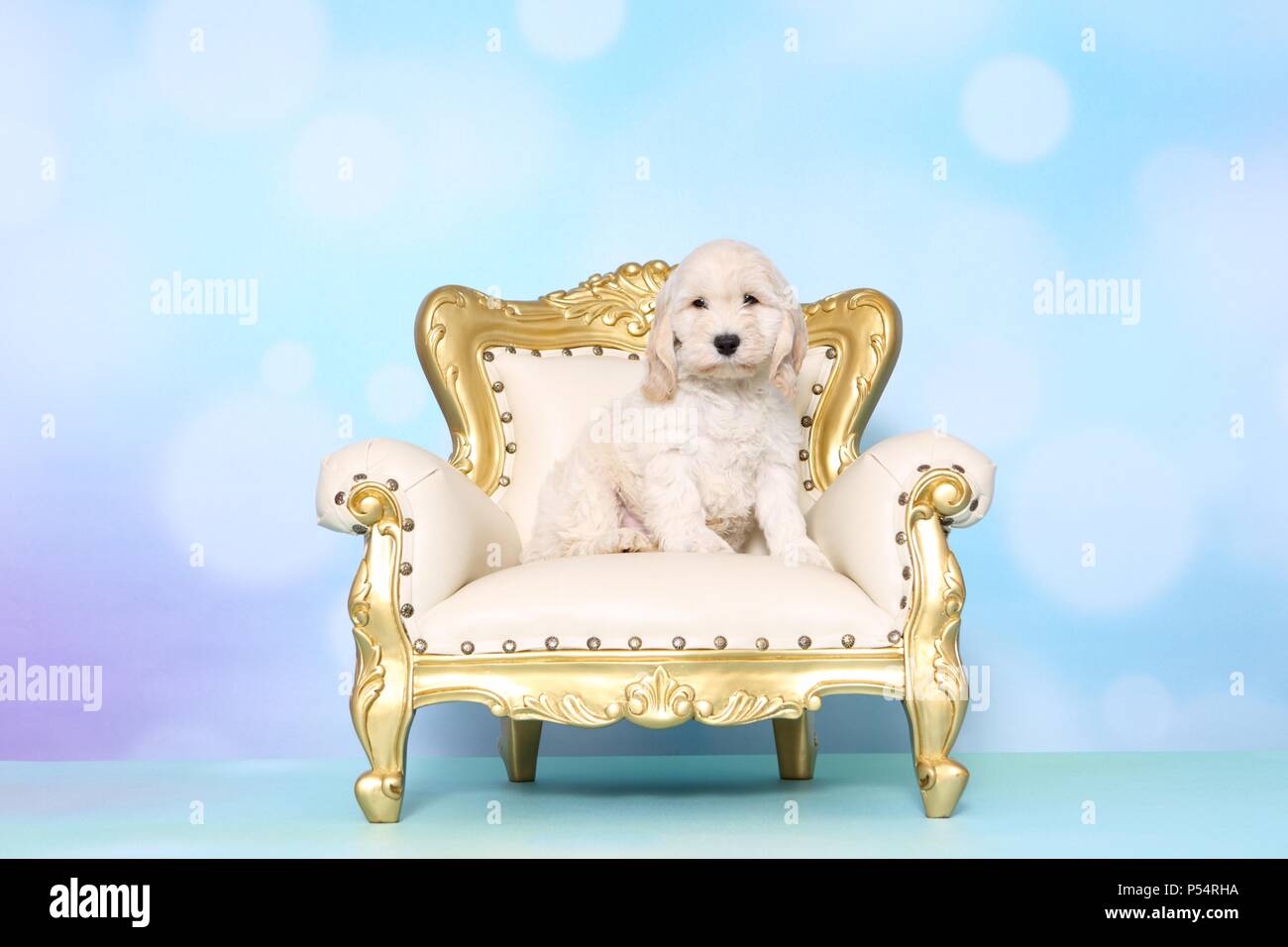 Cockapoo inside hi-res stock photography and images - Alamy
