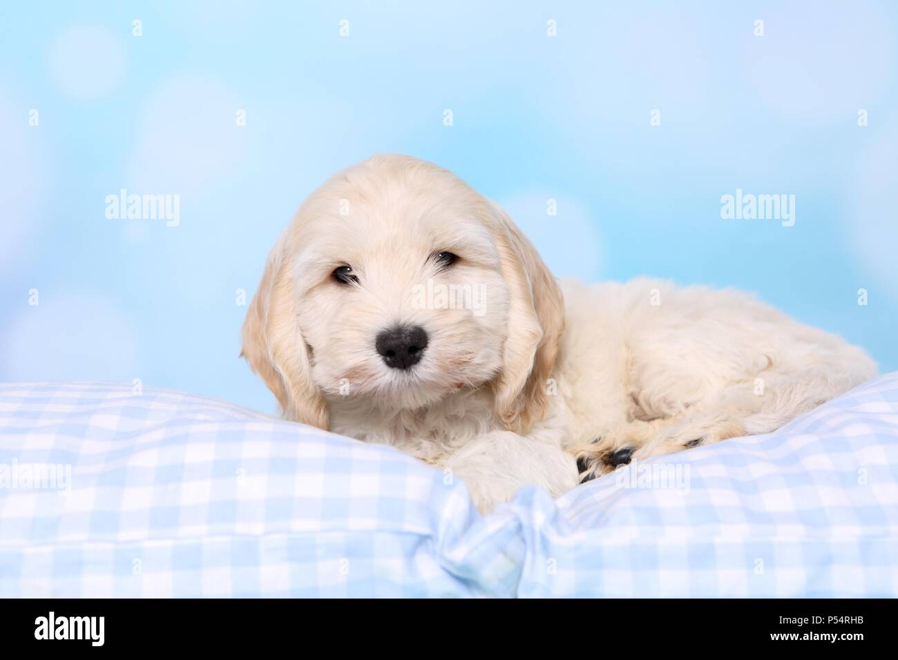 Cockapoo inside hi-res stock photography and images - Alamy