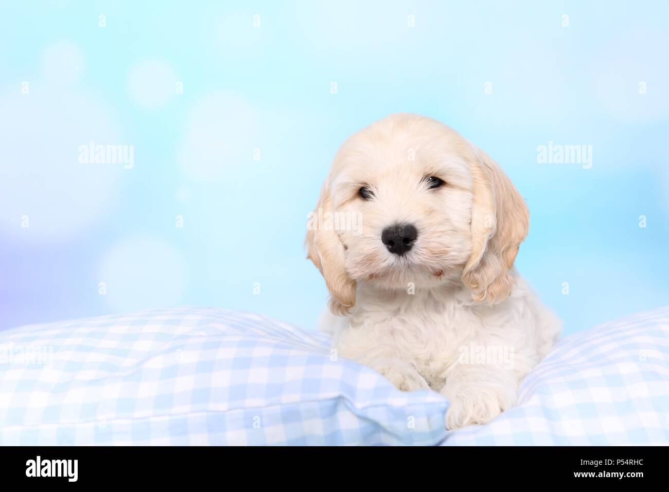 Cockapoo inside hi-res stock photography and images - Alamy