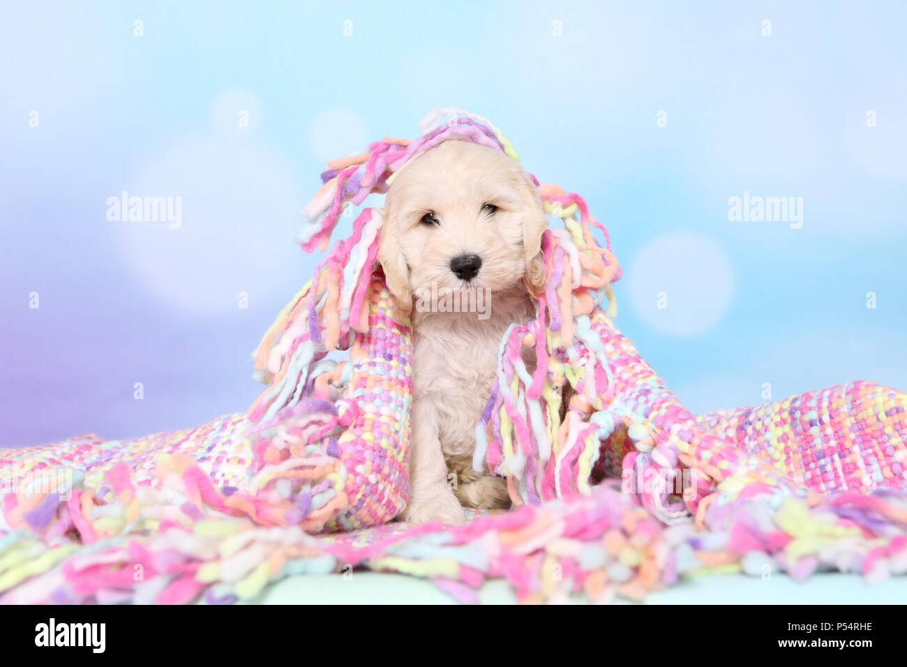 Cockapoo inside hi-res stock photography and images - Alamy