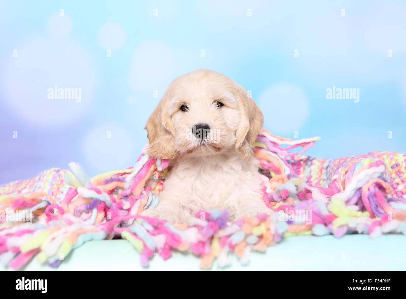 Cockapoo inside hi-res stock photography and images - Alamy