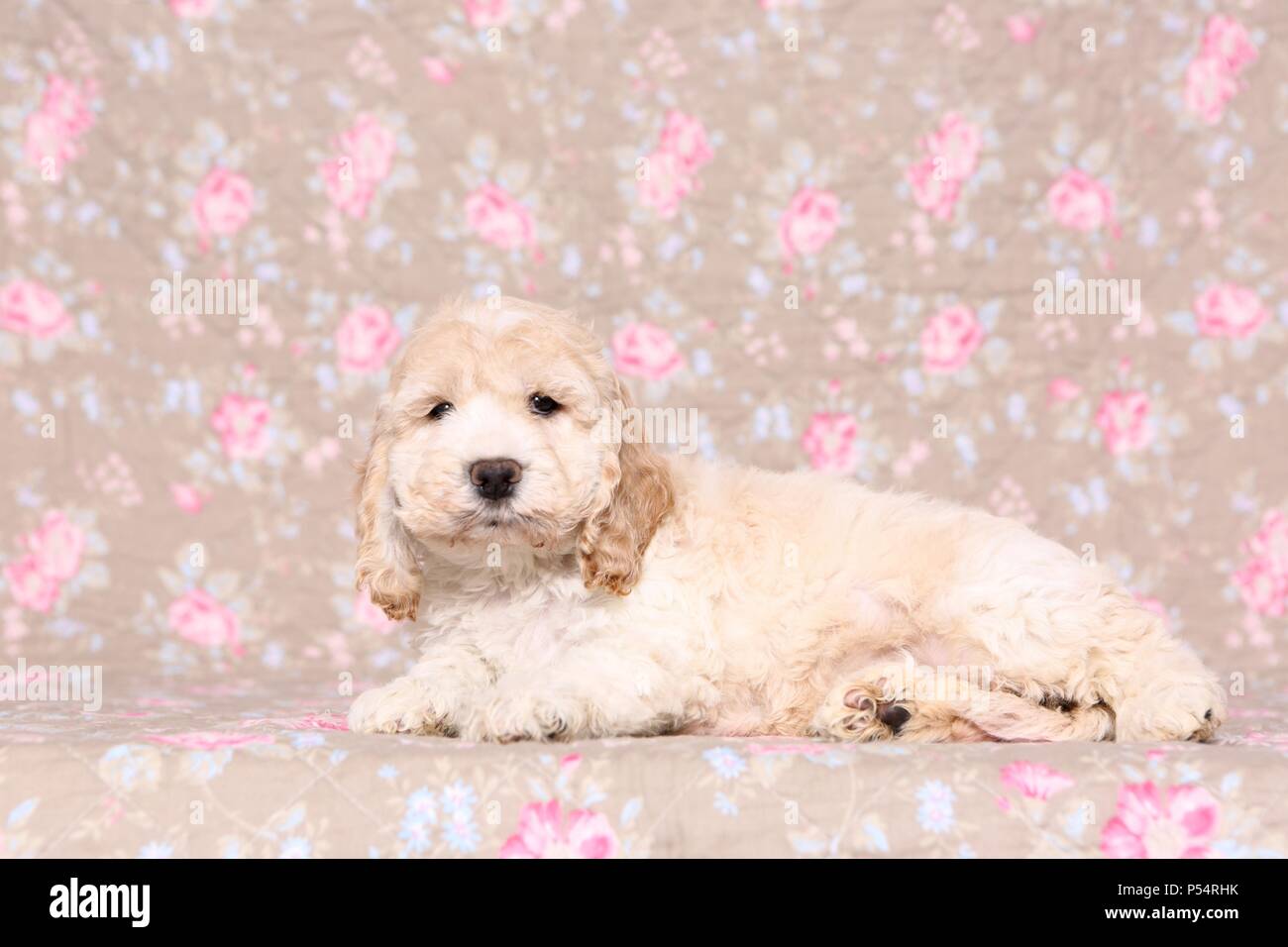 Cockapoo side view hi-res stock photography and images - Alamy