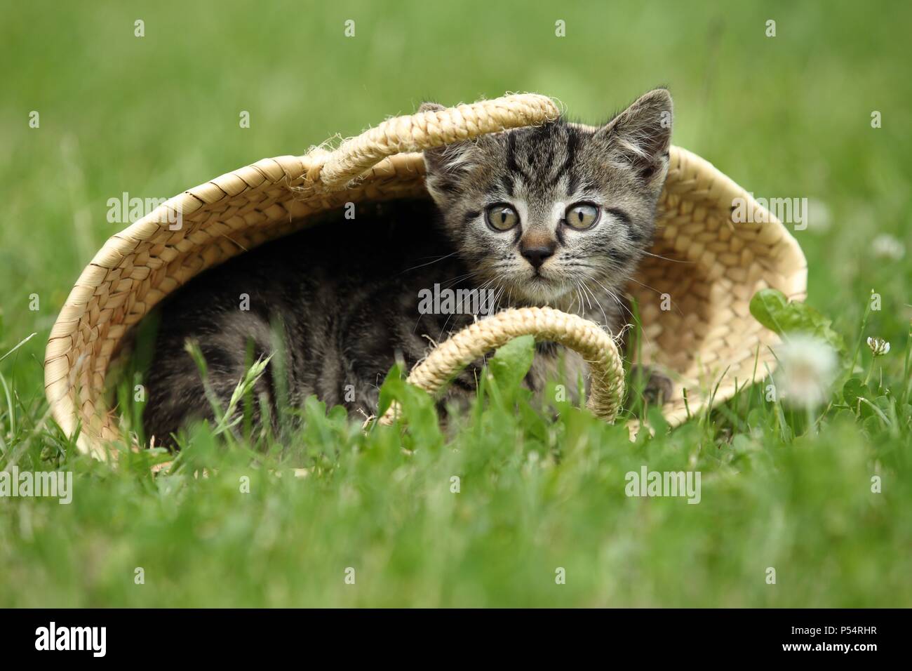 European Shorthair Kitten Stock Photo - Alamy
