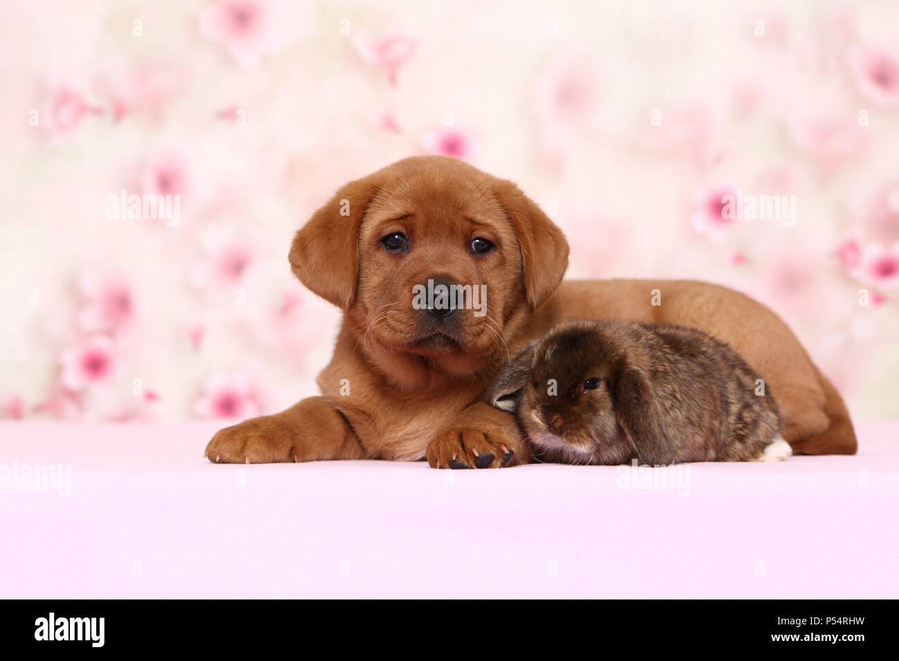 Short eared rabbit hi-res stock photography and images - Alamy
