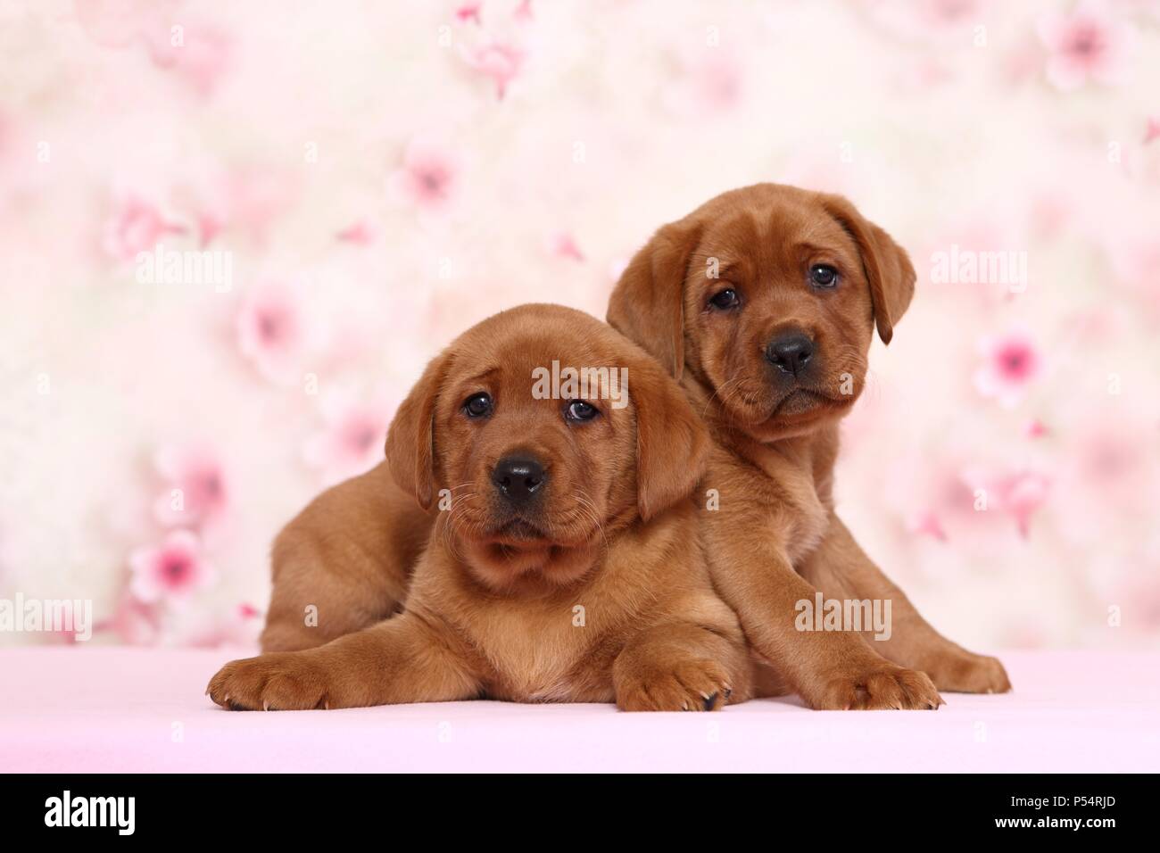 2 Labrador Retriever Puppies Stock Photo - Alamy