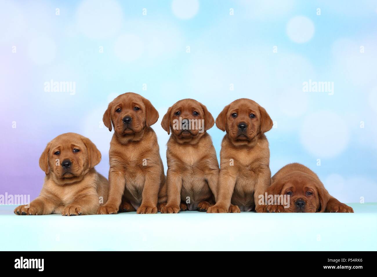 5 Labrador Retriever Puppies Stock Photo - Alamy