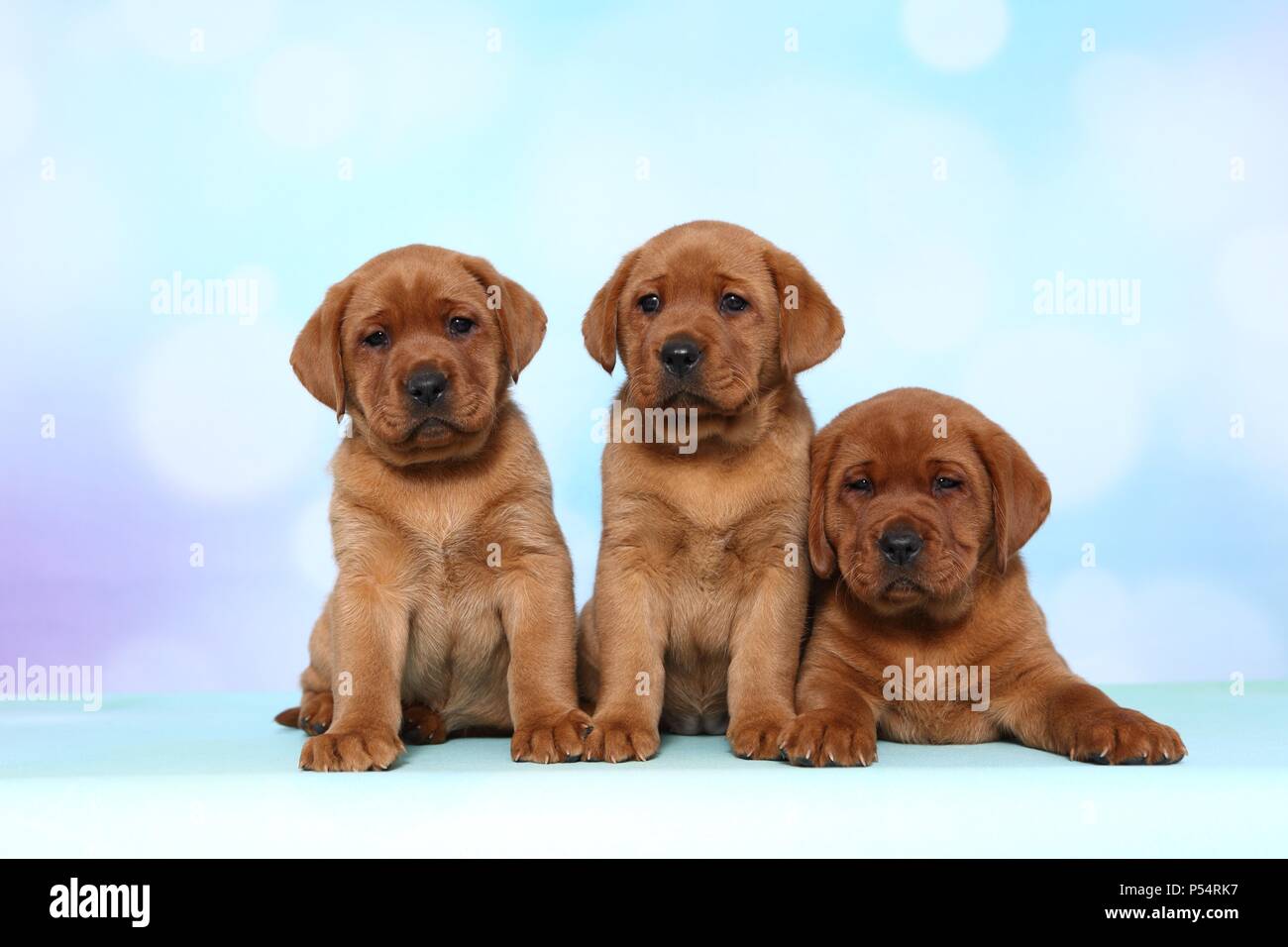 Three labradors sitting hi-res stock photography and images - Alamy