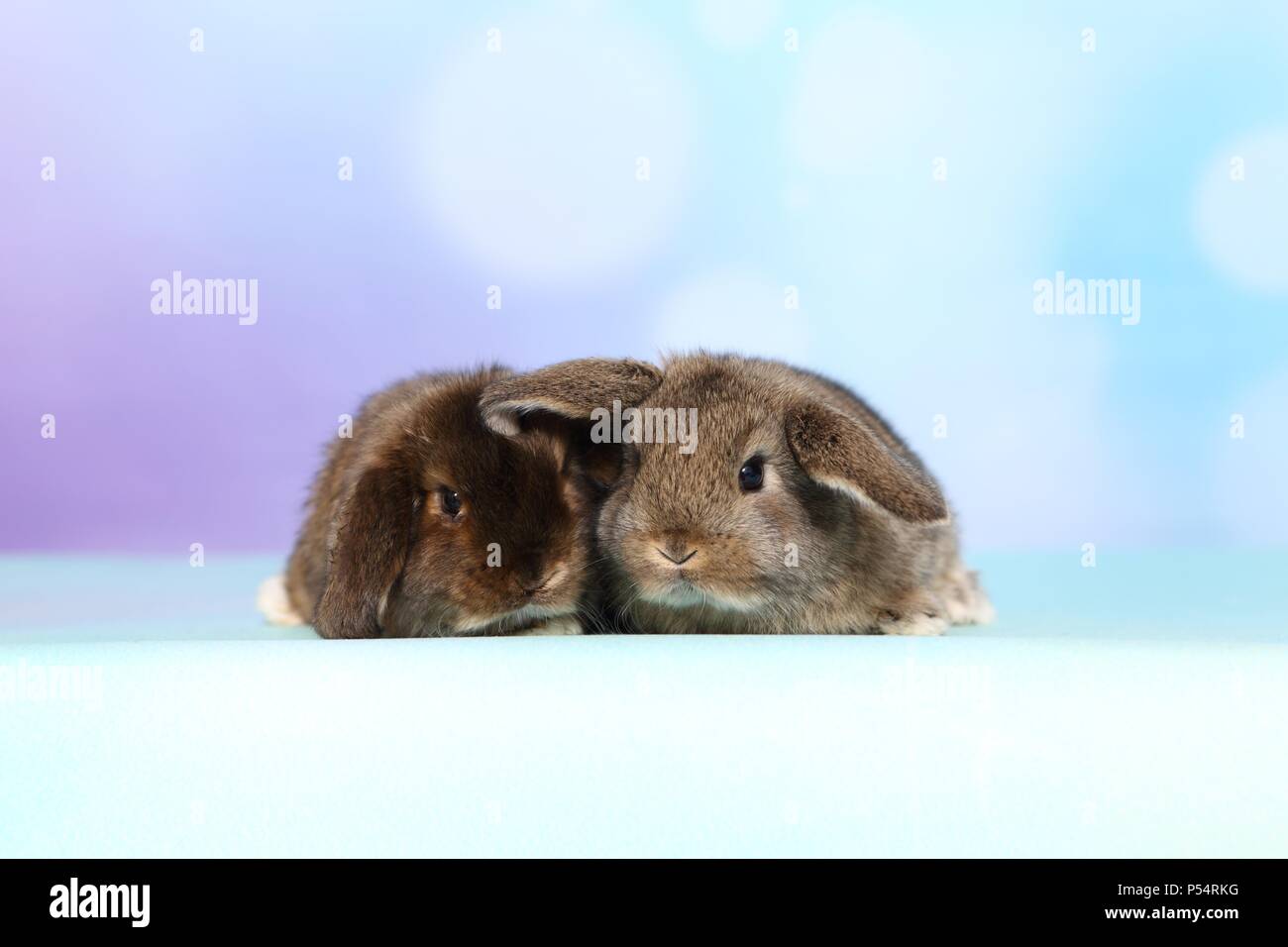 Lop ears hi-res stock photography and images - Alamy
