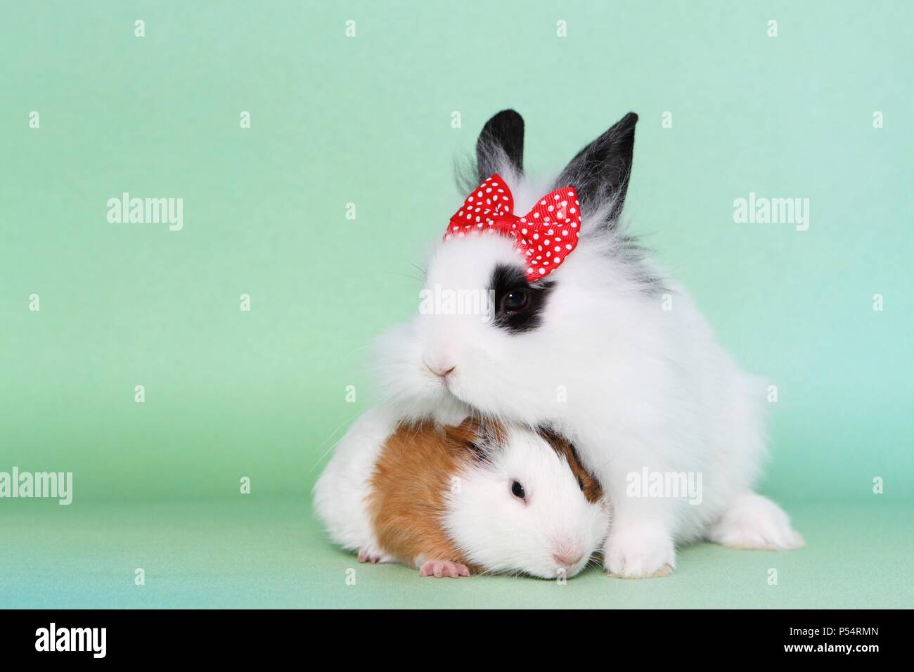 lion-headed rabbit and guinea pig Stock Photo - Alamy