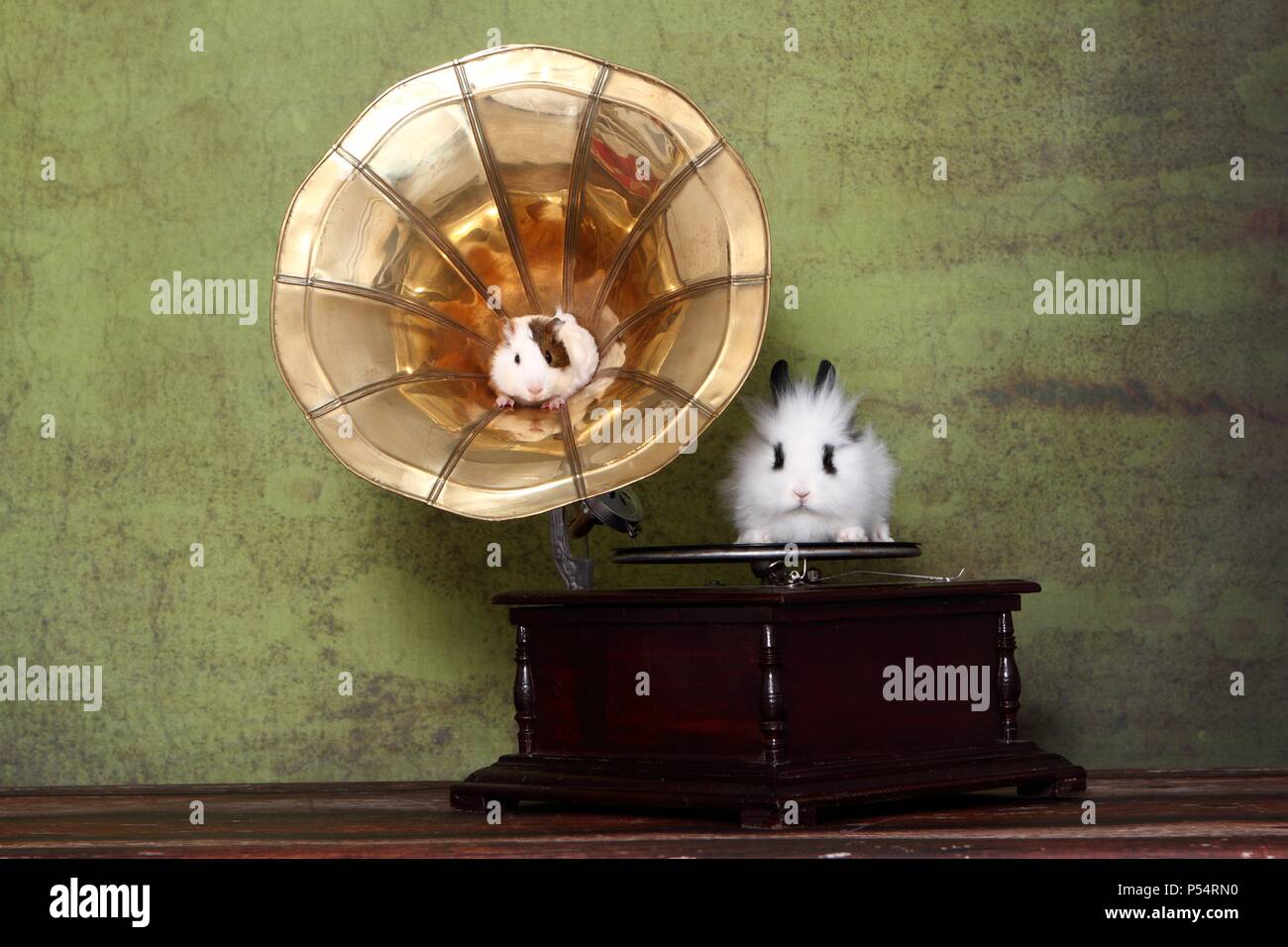 lion-headed rabbit and guinea pig Stock Photo - Alamy