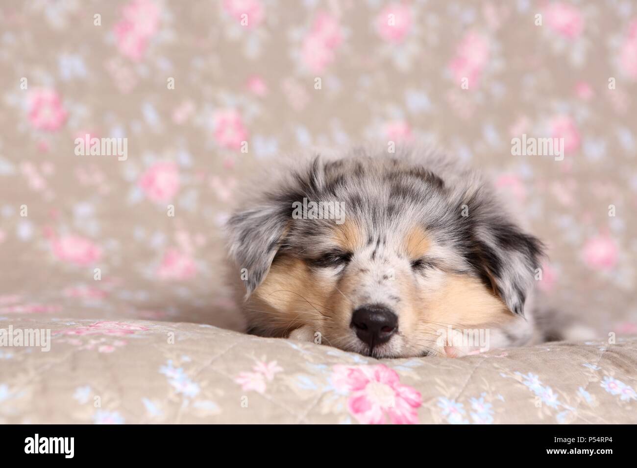 American Collie Puppy Stock Photo - Alamy