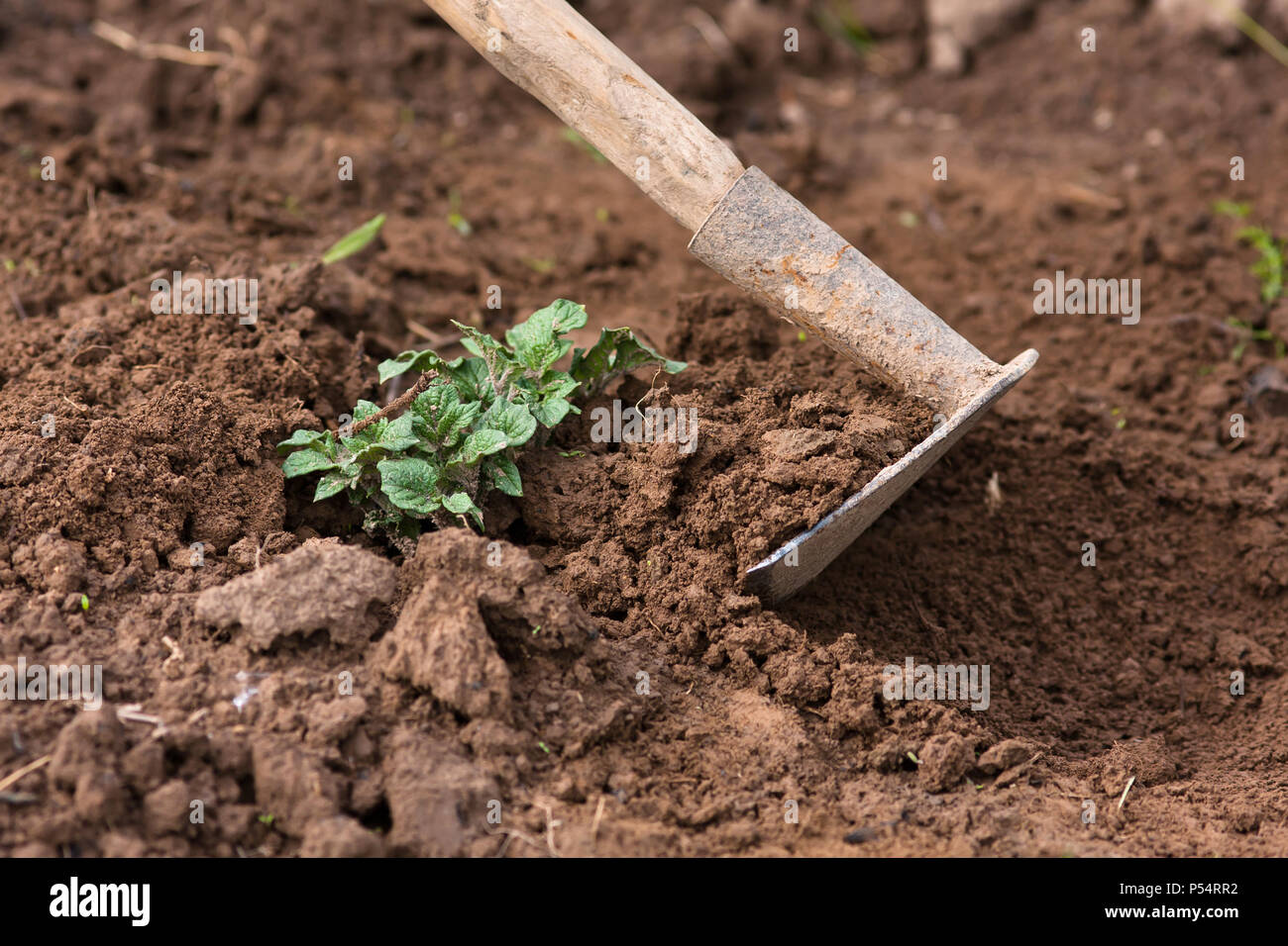 Potato hoes hi-res stock photography and images - Alamy