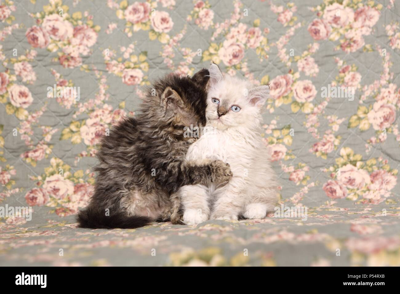 Selkirk Rex Kitten Stock Photo - Alamy