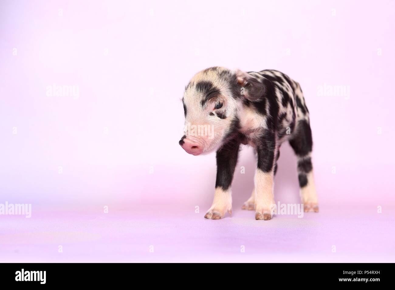 Cross breed pig hi-res stock photography and images - Alamy