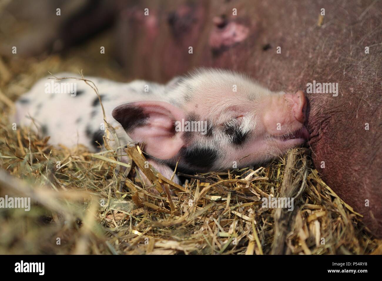 Pig bedding hi-res stock photography and images - Alamy