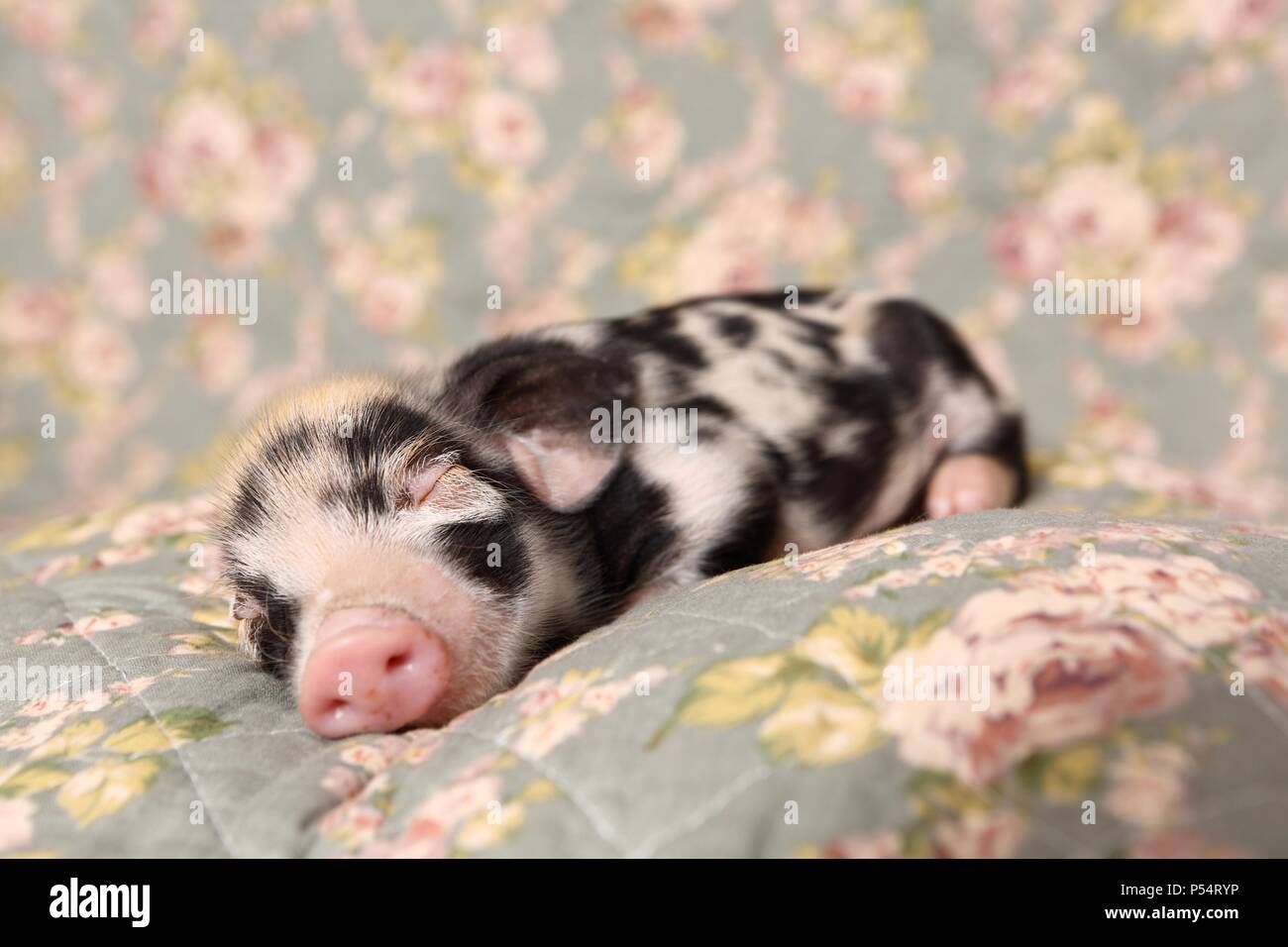 Snoozing pigs hi-res stock photography and images - Alamy