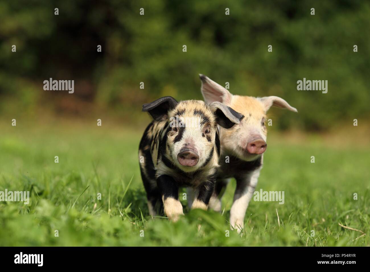 Piglets walking hi-res stock photography and images - Alamy