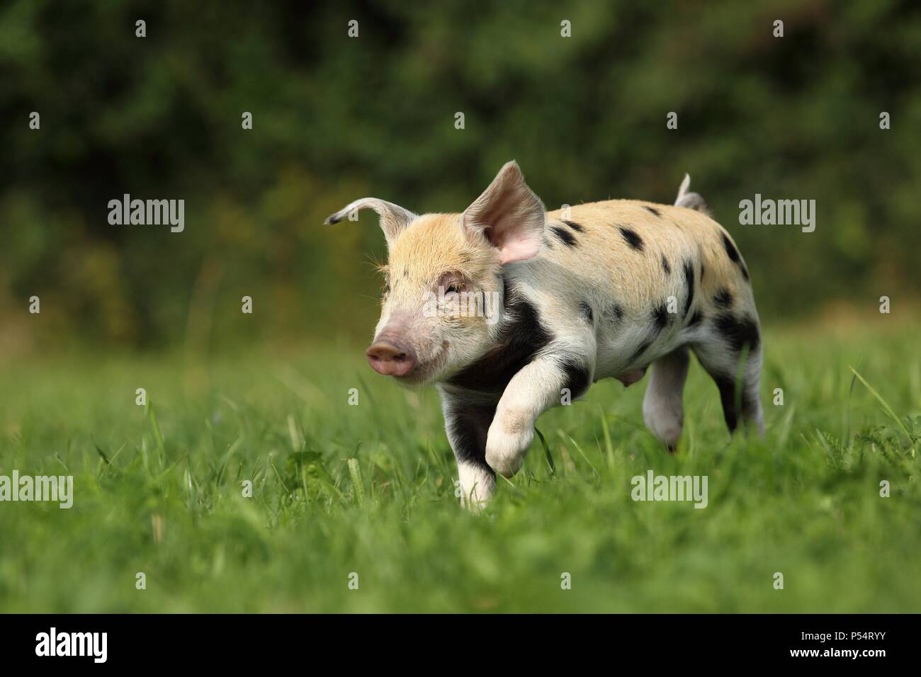 Piglet running grass hi-res stock photography and images - Alamy