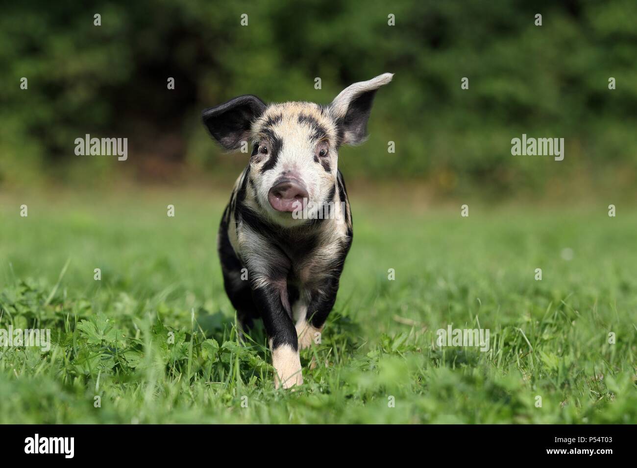 Walking A Pig High Resolution Stock Photography and Images - Alamy