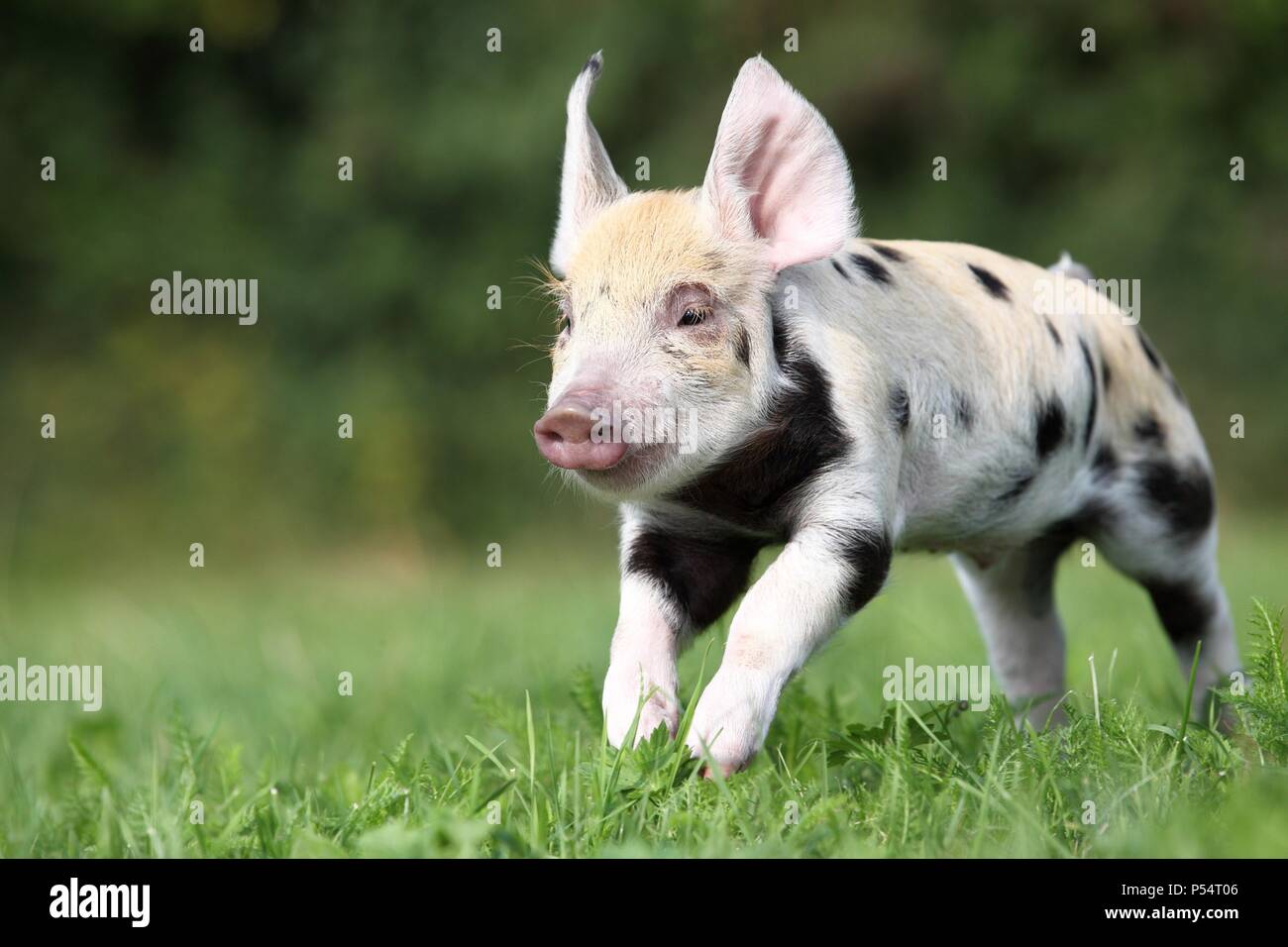 Action piglet hi-res stock photography and images - Alamy