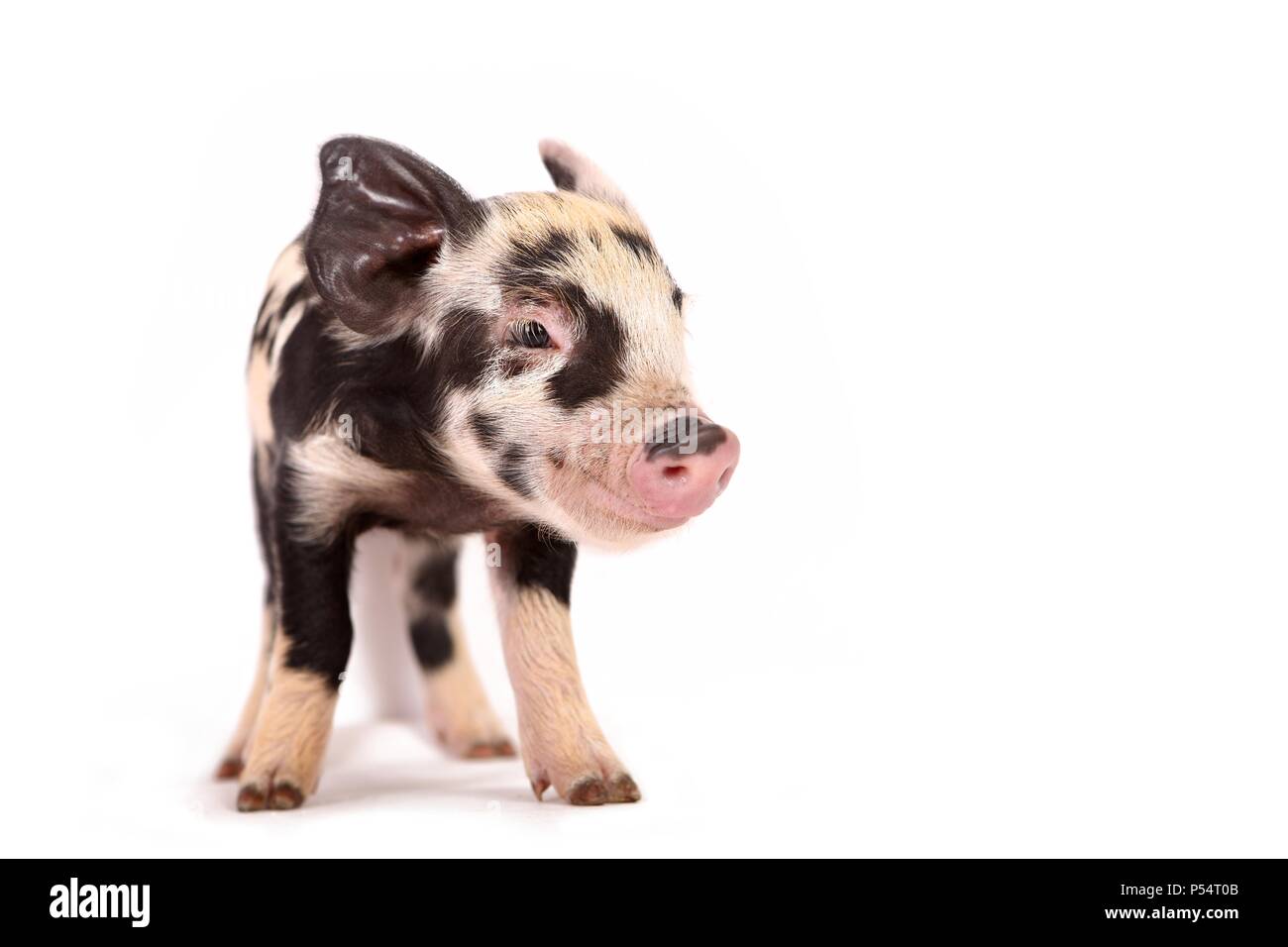 Crossbred pigs Cut Out Stock Images & Pictures - Alamy