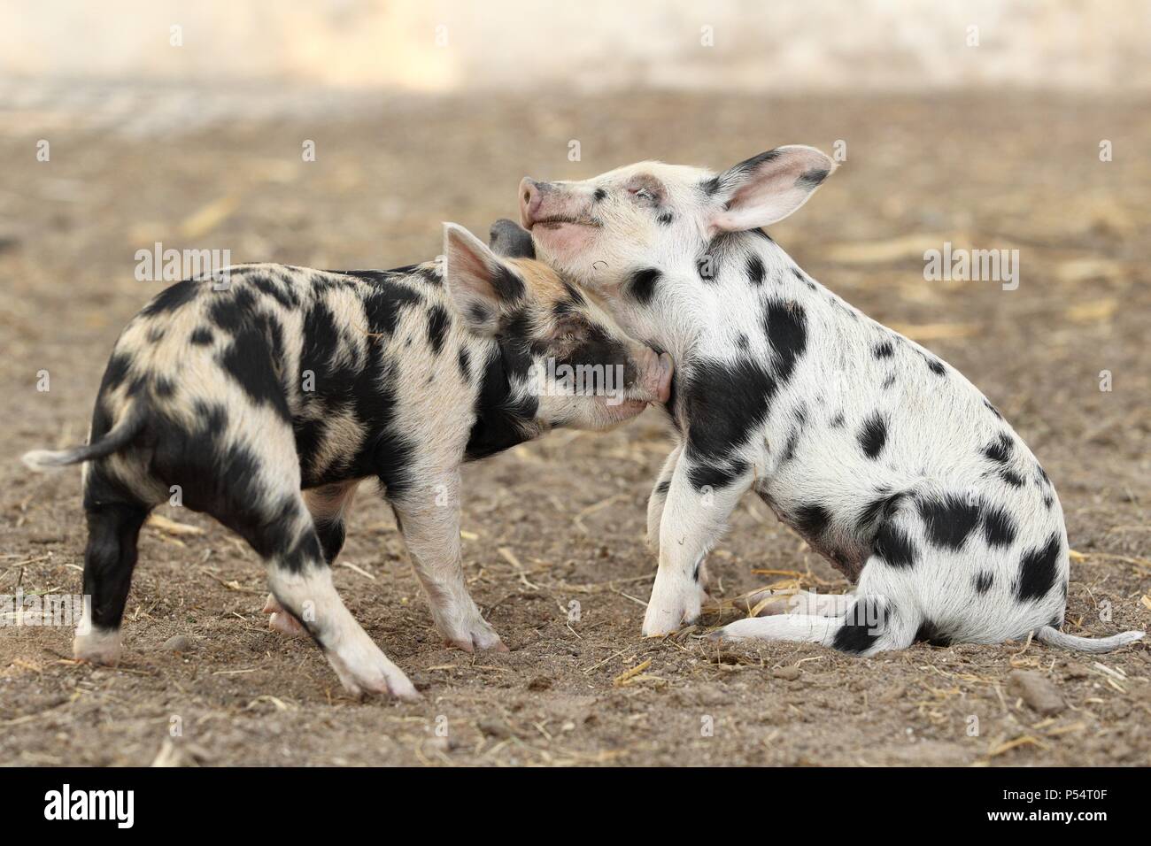 Piglets game hi-res stock photography and images - Alamy