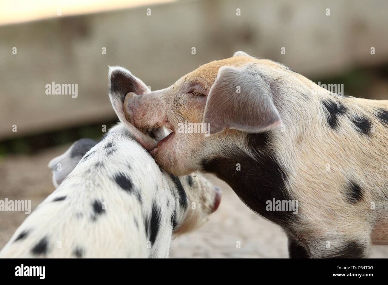 Funny piglets hi-res stock photography and images - Alamy