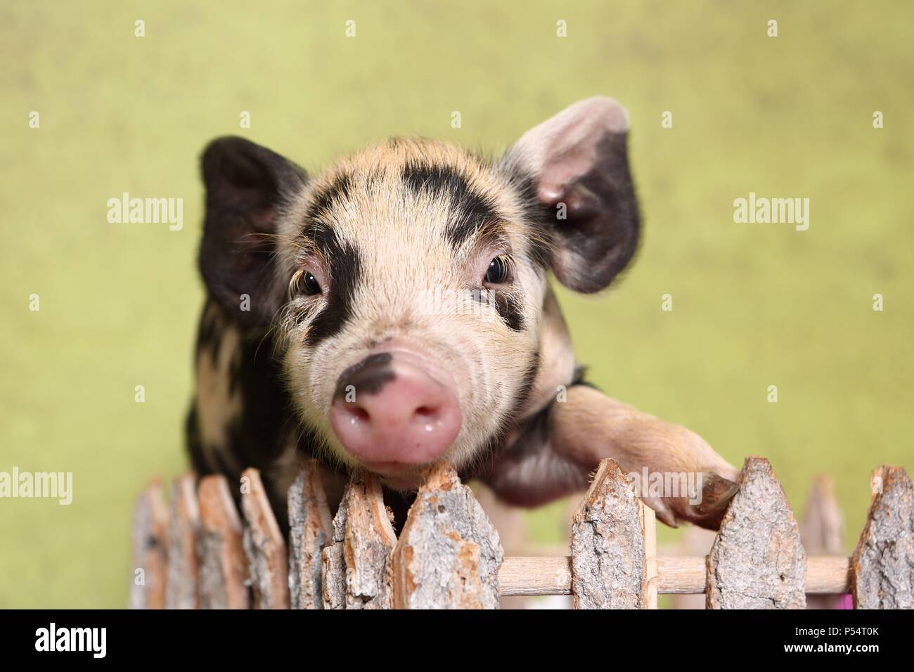 Crossbred pigs hi-res stock photography and images - Alamy