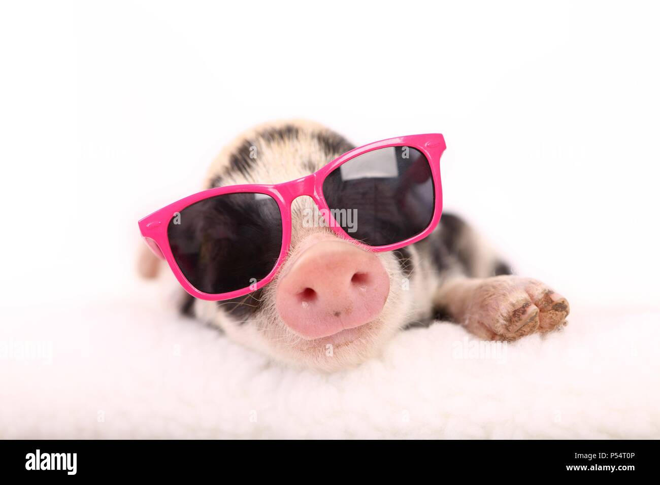 Funny piglet humor humour hi-res stock photography and images - Alamy