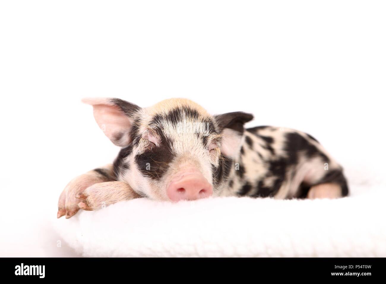 White cross piglets hi-res stock photography and images - Alamy