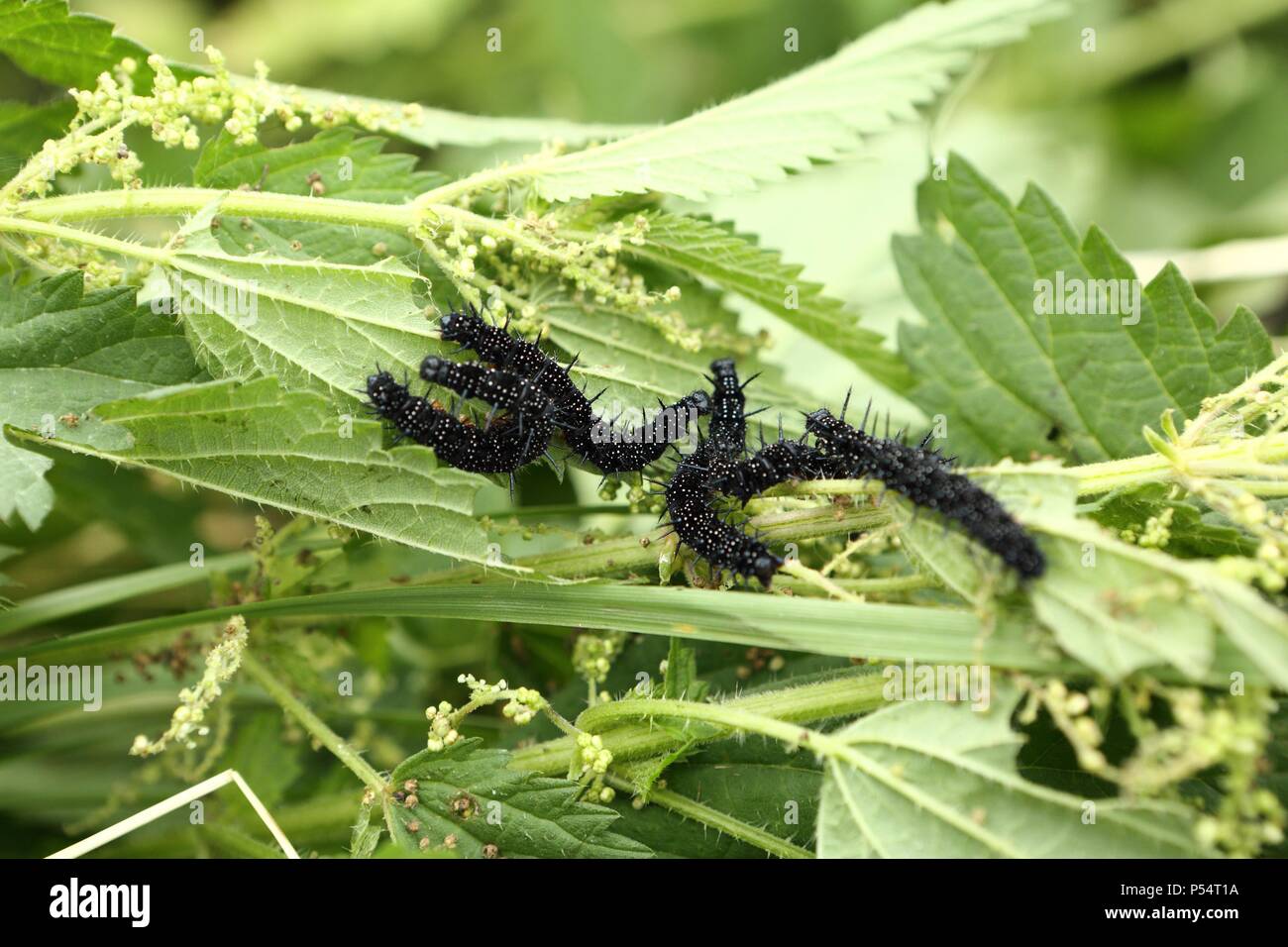Loopers hi-res stock photography and images - Alamy