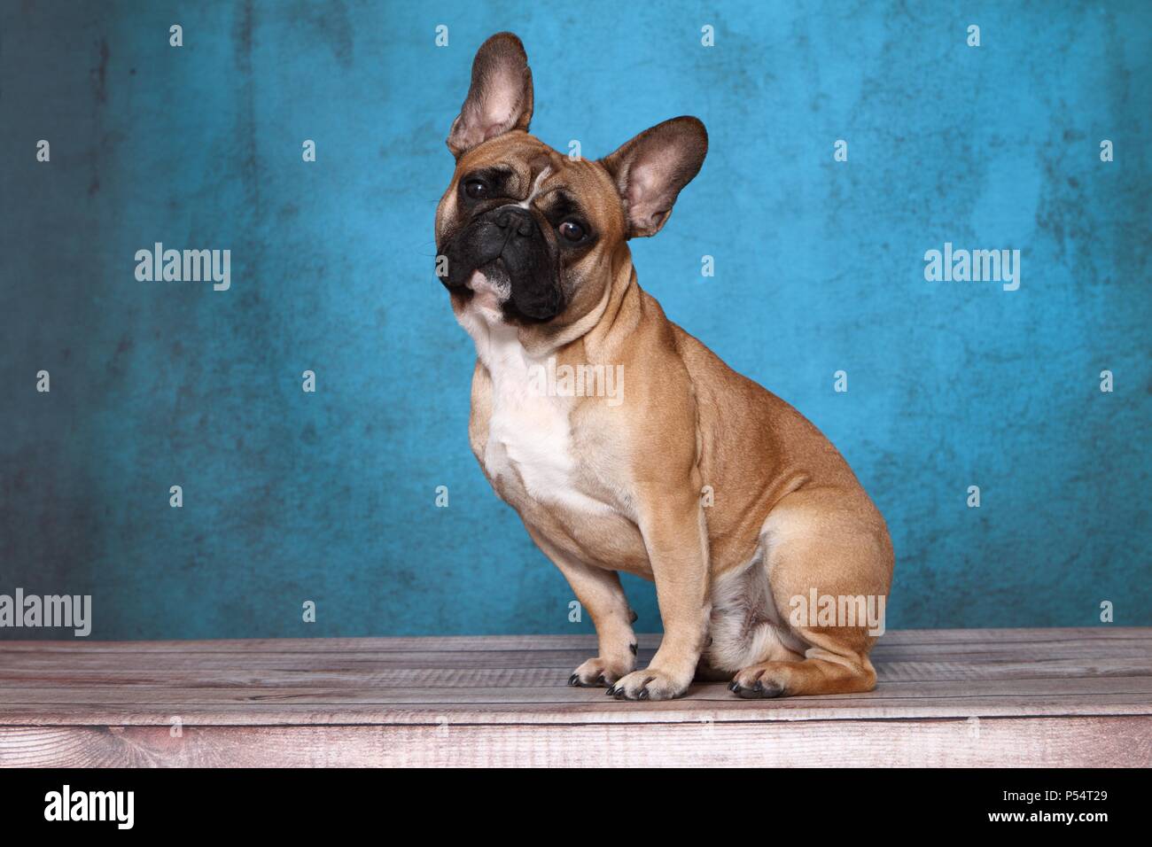 sitting French Bulldog Stock Photo - Alamy