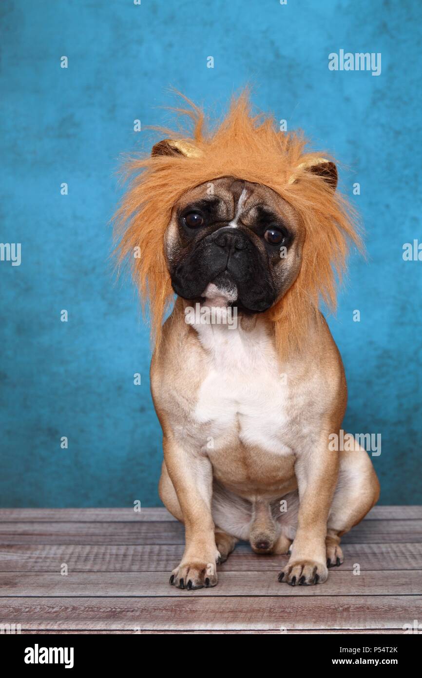 sitting French Bulldog Stock Photo - Alamy