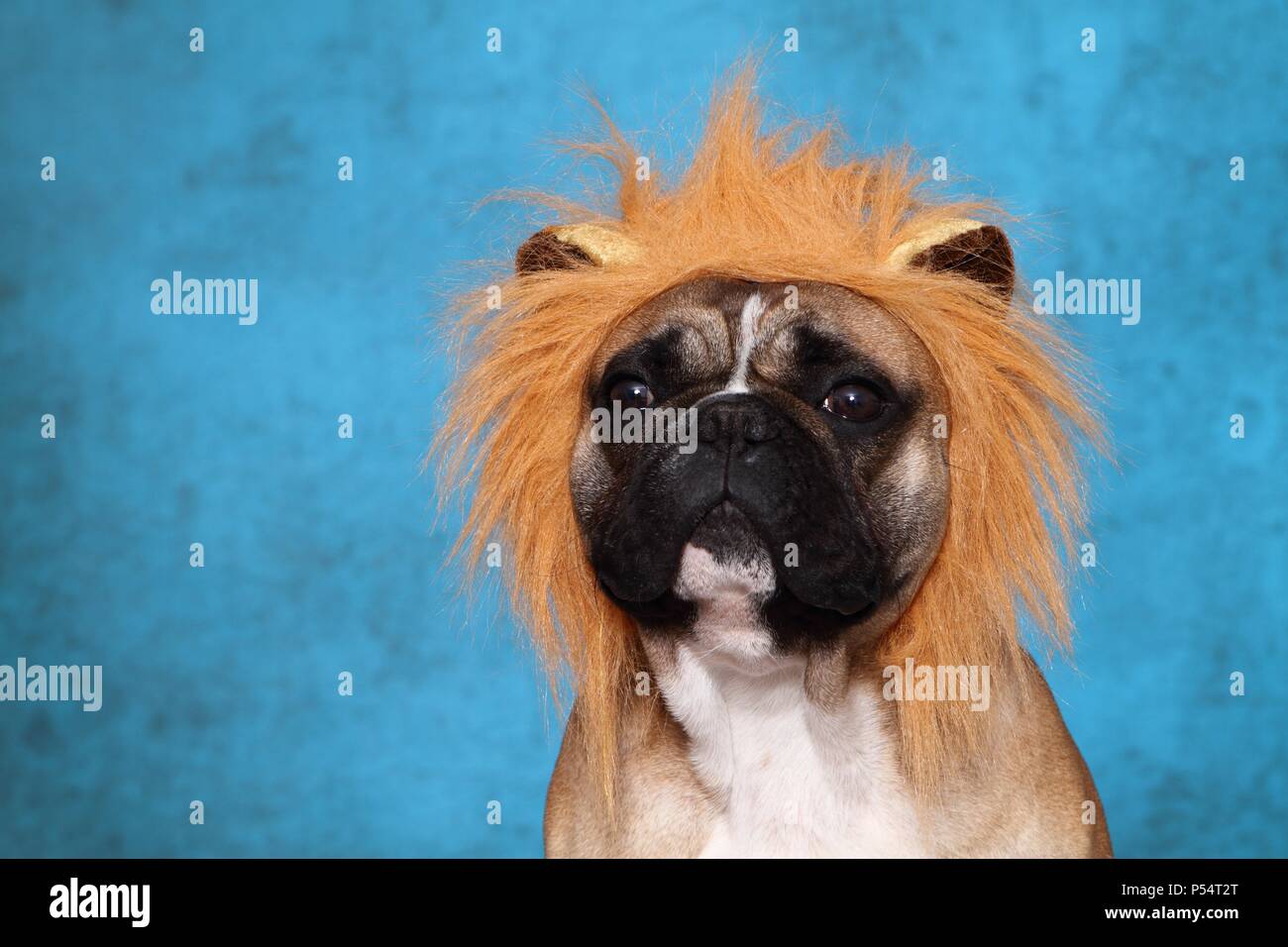 French Bulldog Portrait Stock Photo - Alamy