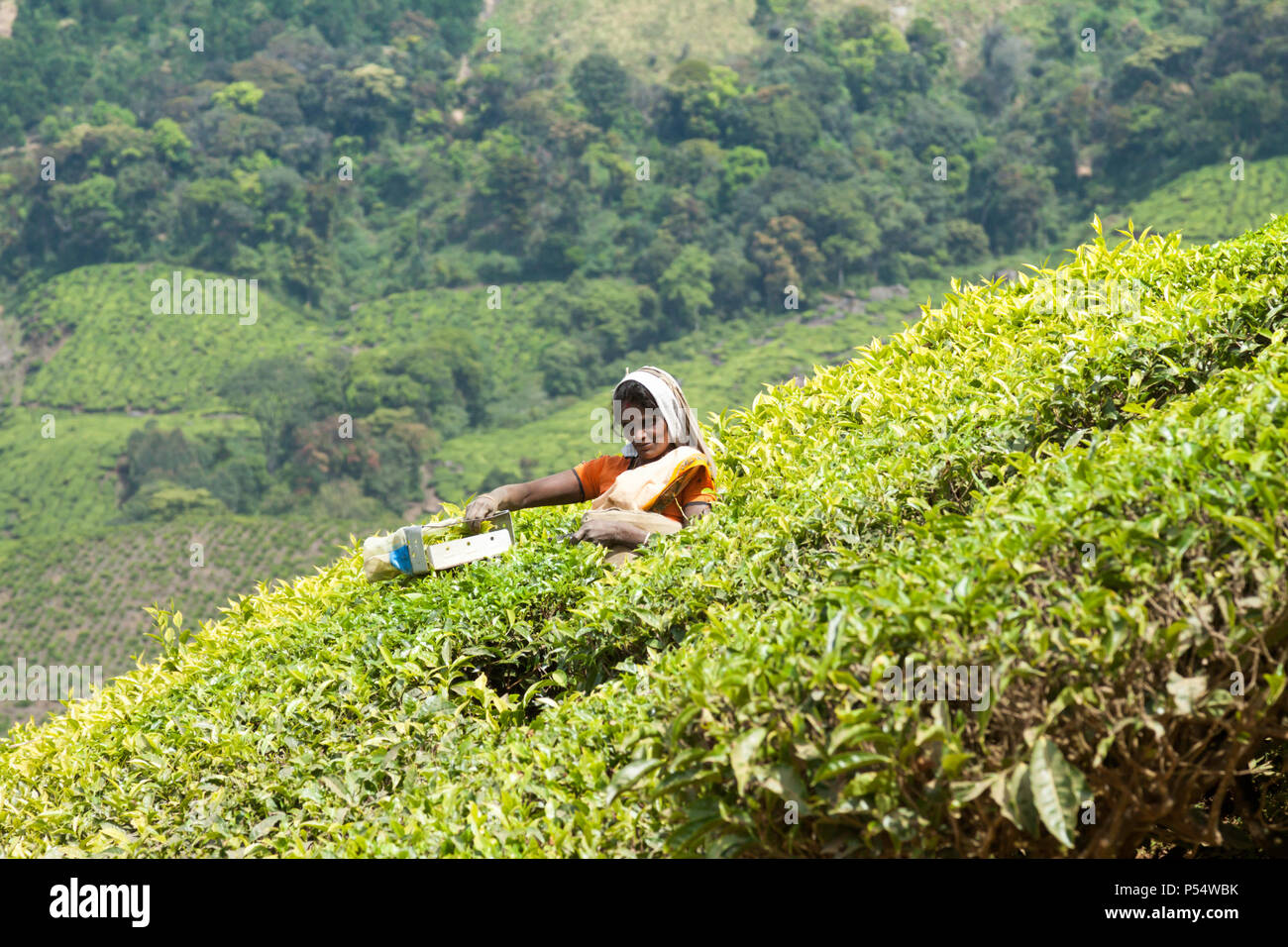 Indian tea picker hi-res stock photography and images - Alamy