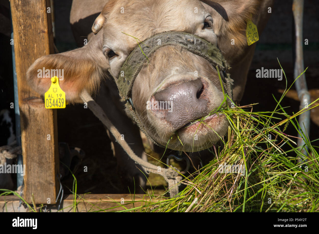 eating cow at farm in Fishte, Albania Stock Photo - Alamy