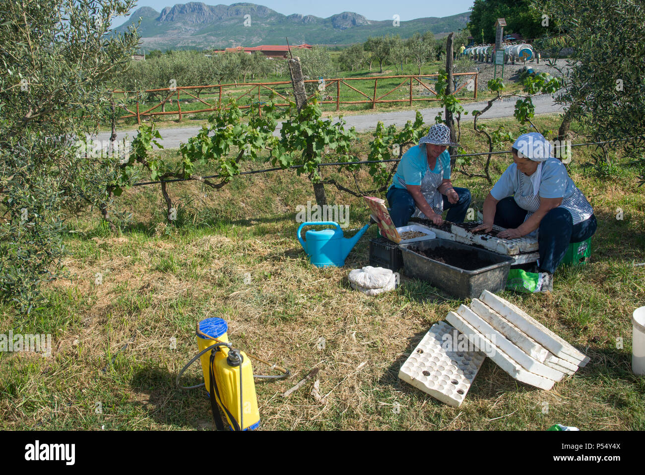 two women planting new seeds at farm in Fishte, Albania Stock Photo - Alamy