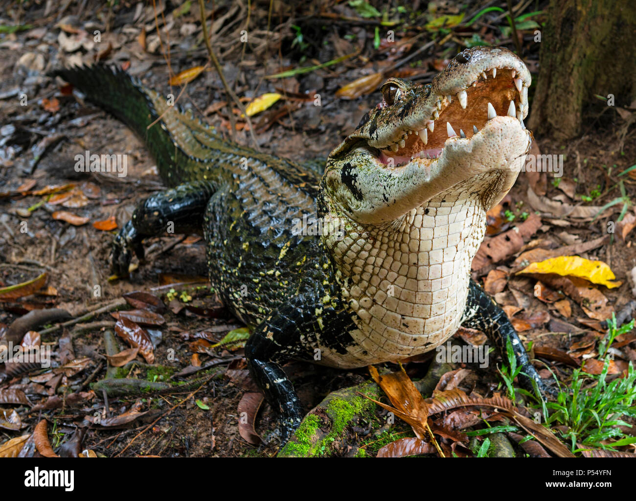 Close up of a black caiman (Melanosuchus niger) with open jaw in the ...