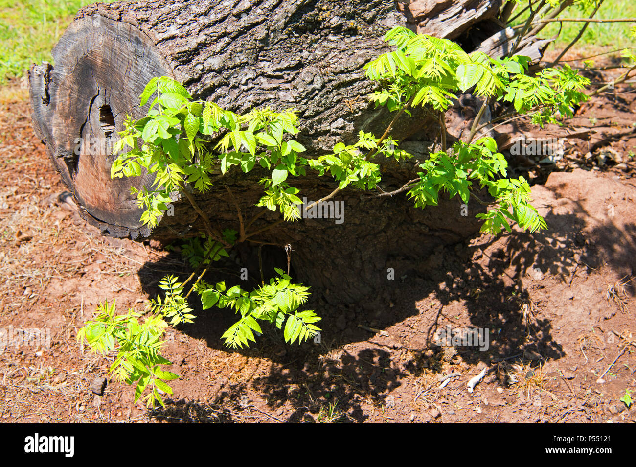 old tree stem Stock Photo - Alamy