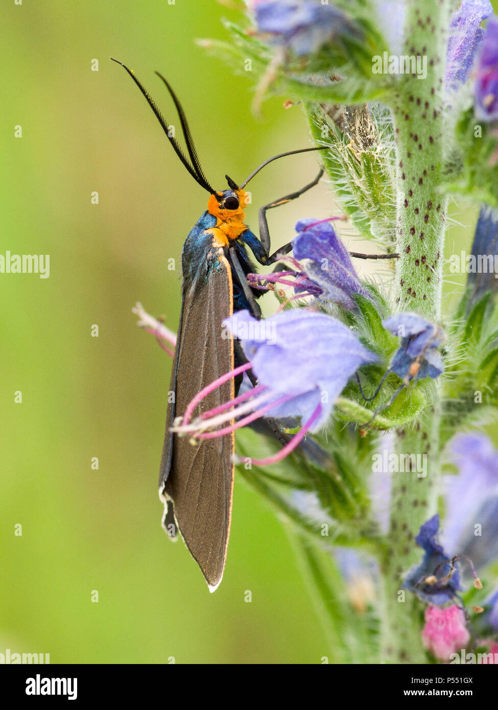 Family erebidae hi-res stock photography and images - Alamy