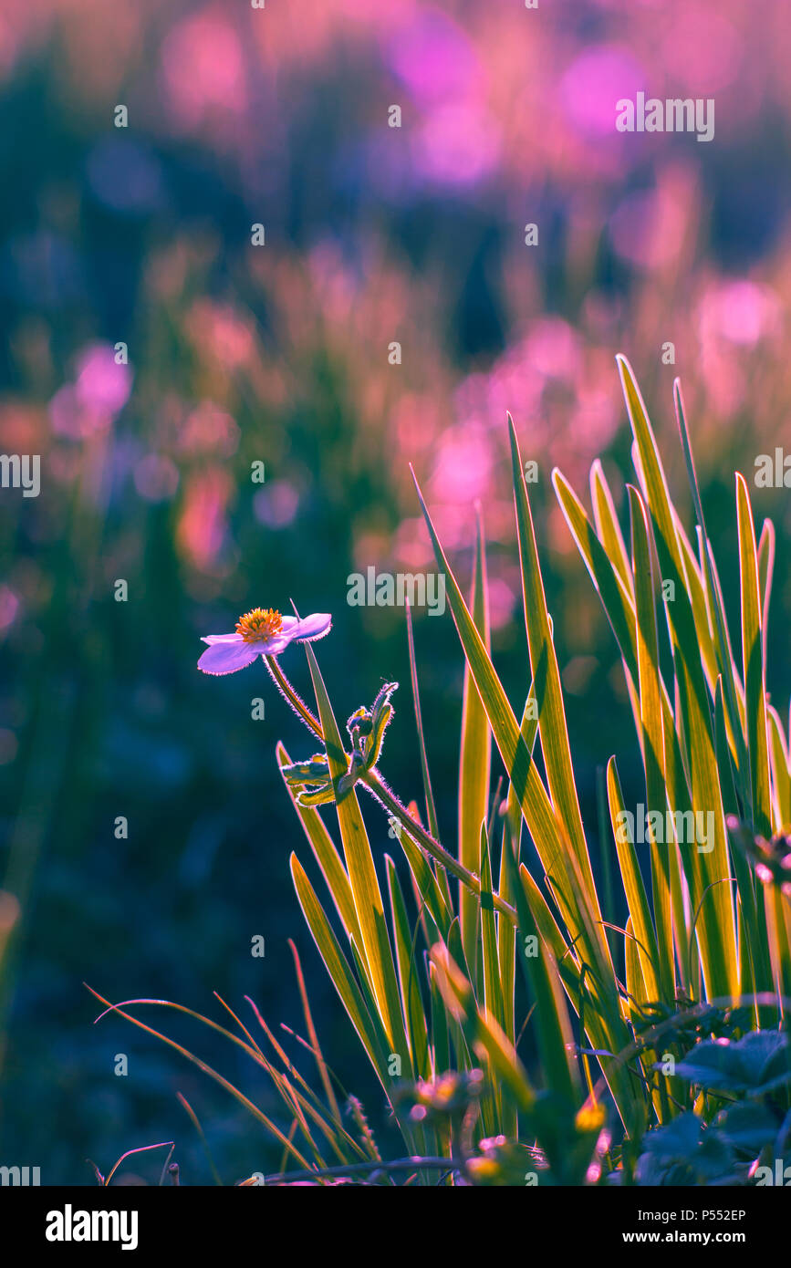 Seasonal wildflowers in Manali, during summer. Kullu valley Himachal ...
