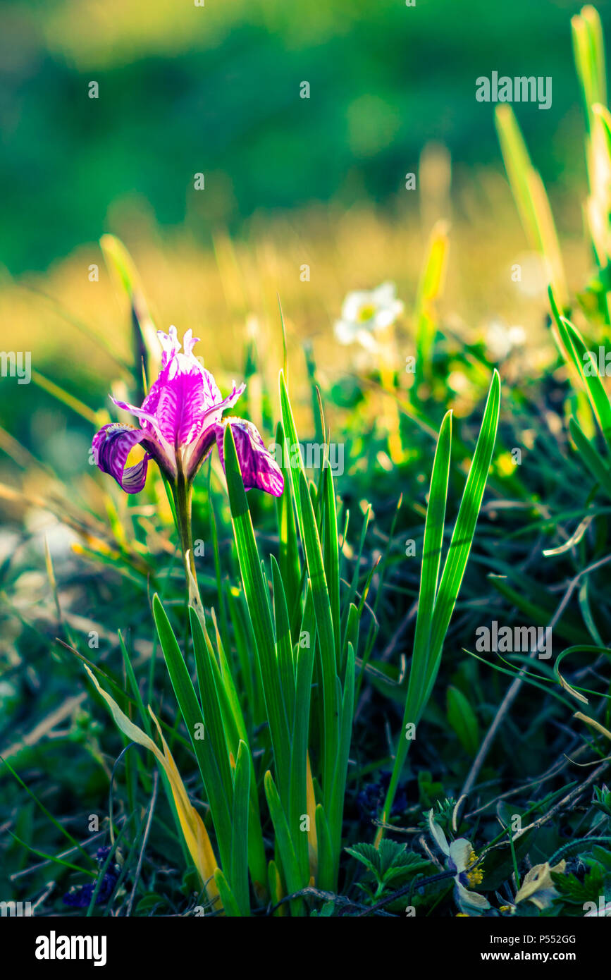Himalayan flowers hi-res stock photography and images - Alamy