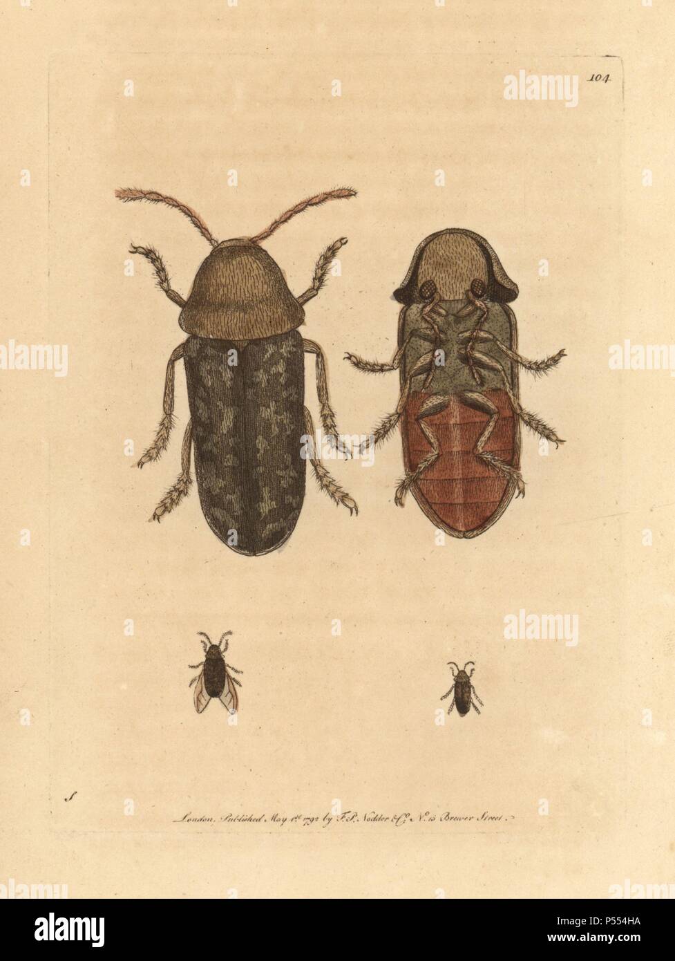 Death watch beetle hi-res stock photography and images - Alamy