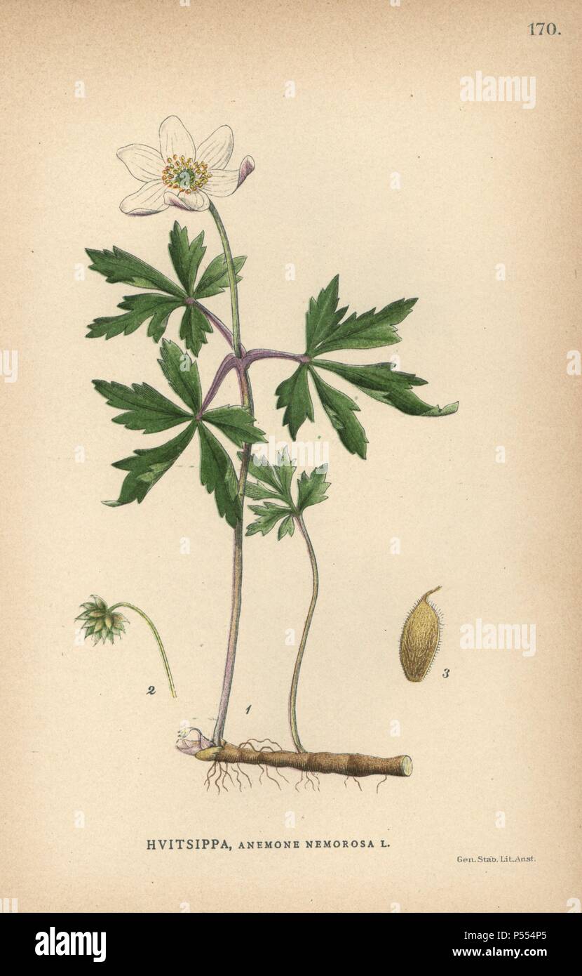 Wood anemone botanical illustration hi-res stock photography and images ...