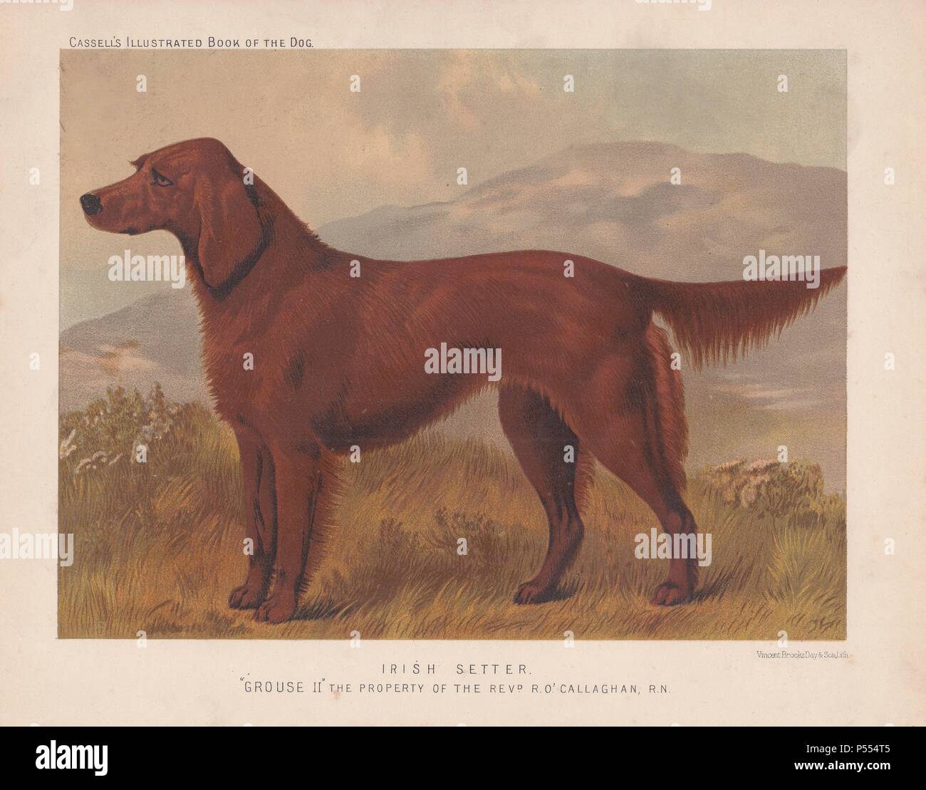 Vero shaw hi-res stock photography and images - Alamy